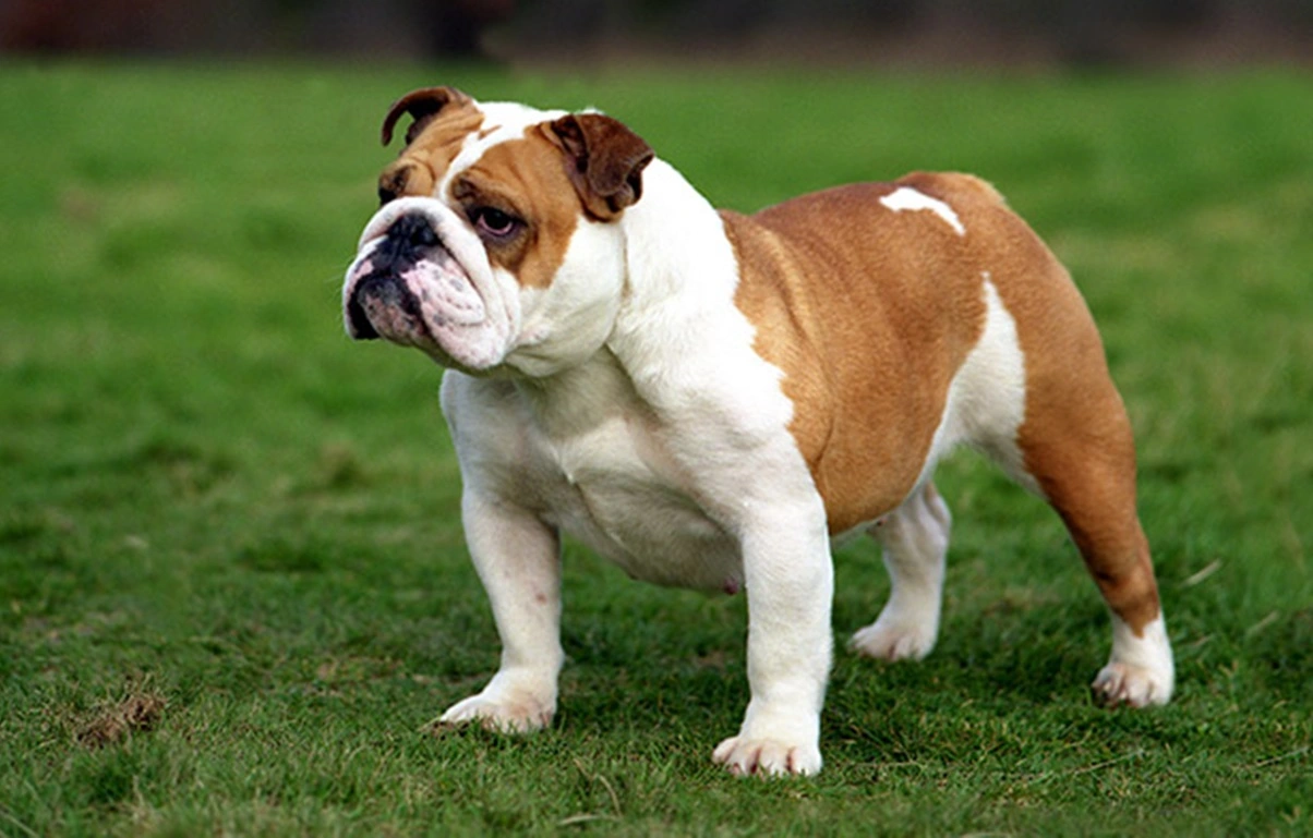 English Bulldog Age Expectancy: 7 Essential Health Tips